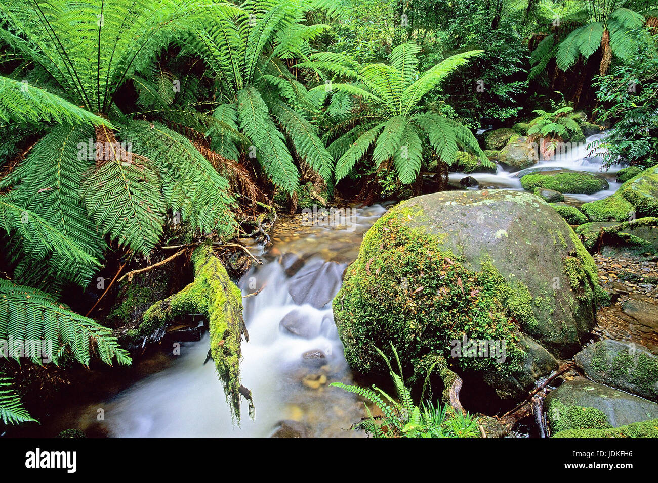 Of Yarra rank Nationwide park, Australia, Yarra-Ranges National Park ...