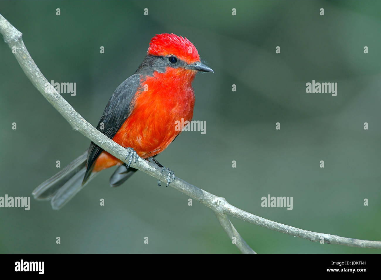 Vermilion flycatcher venezuela hi-res stock photography and images - Alamy