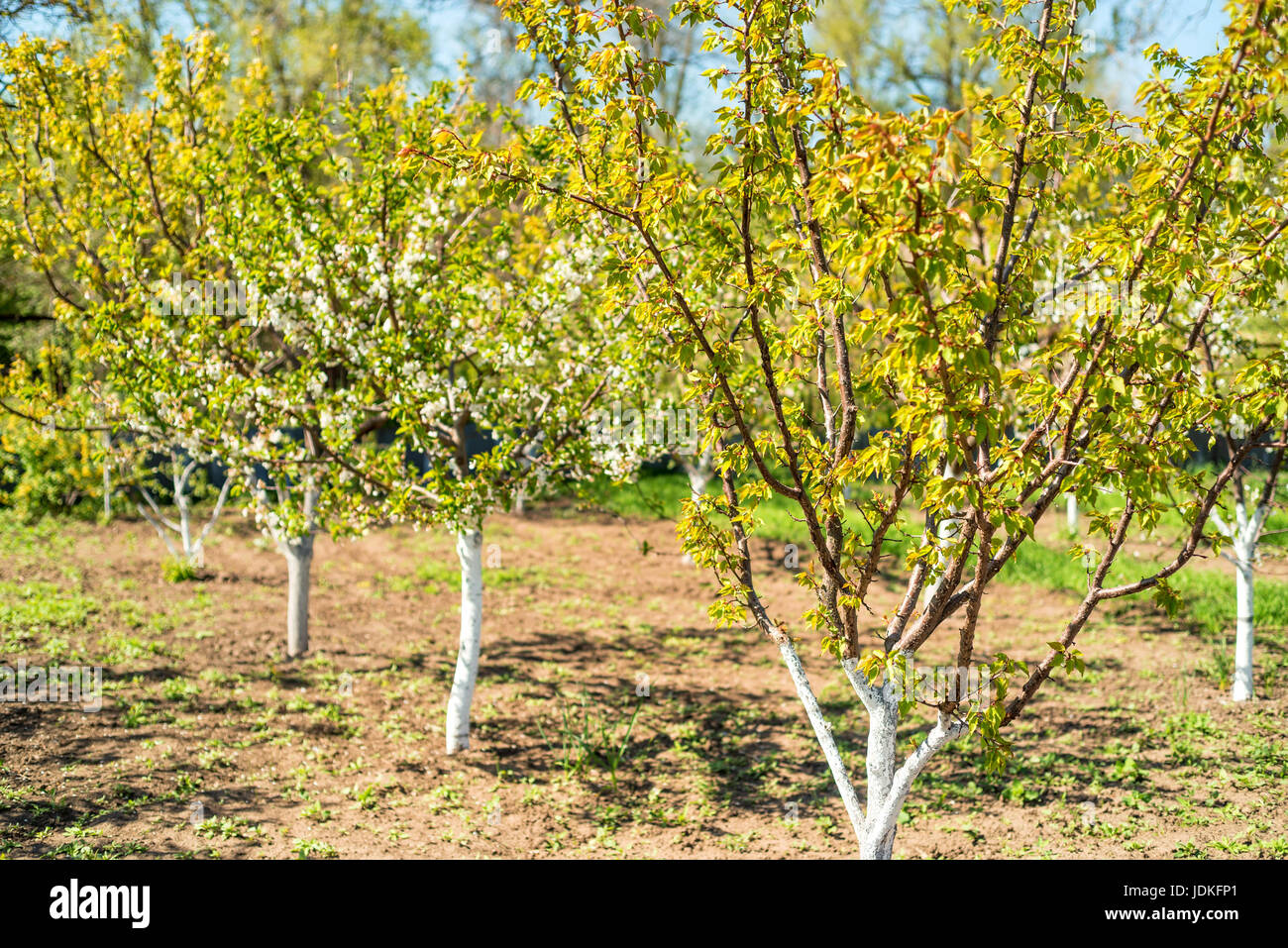Plum alley hi-res stock photography and images - Alamy