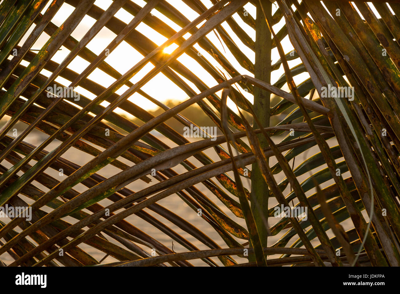 Texture of palm tree against light with sunset Stock Photo - Alamy