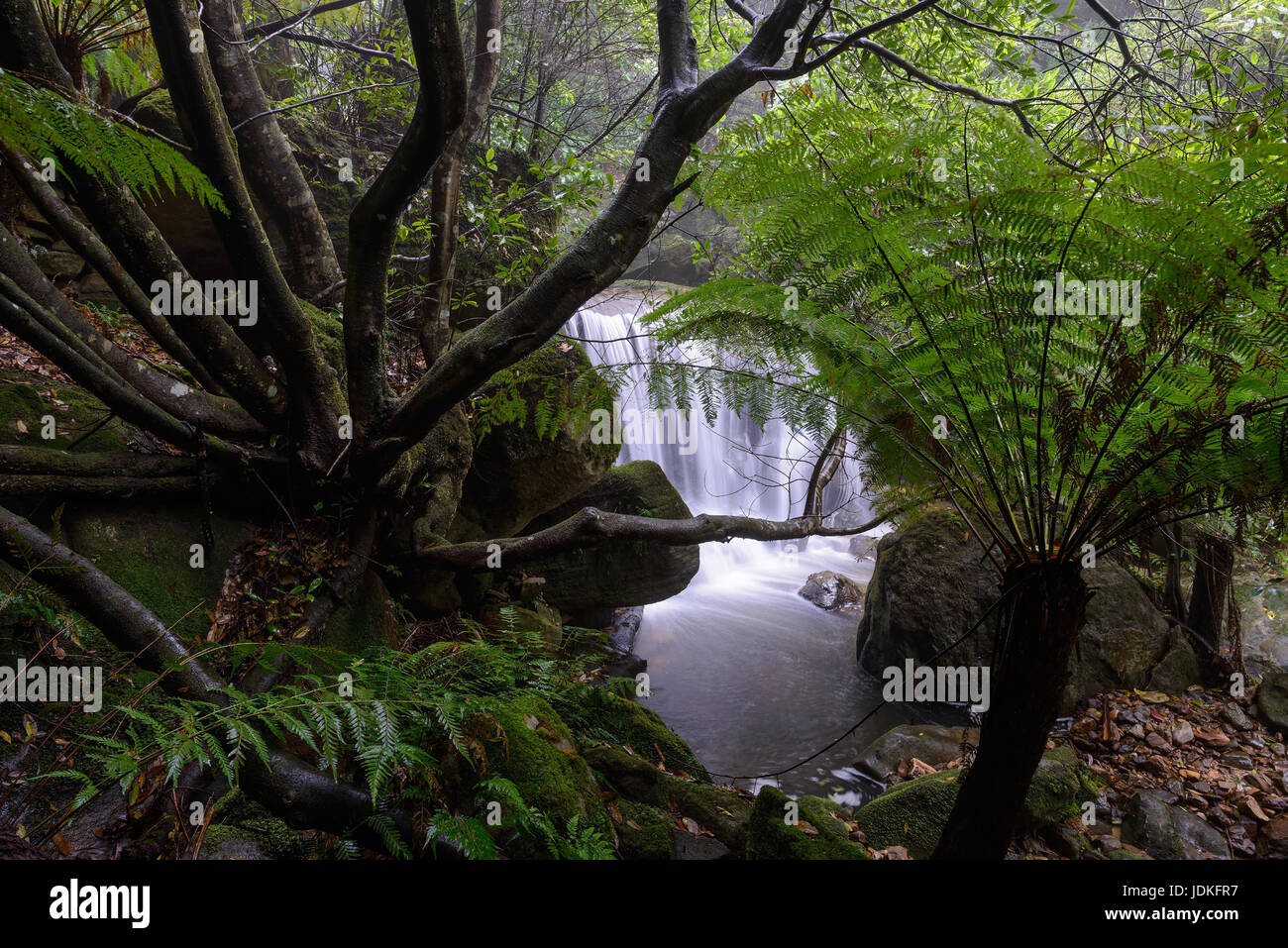 Waterfall in the chill-temperate rain forest of the Blue Mountains ...