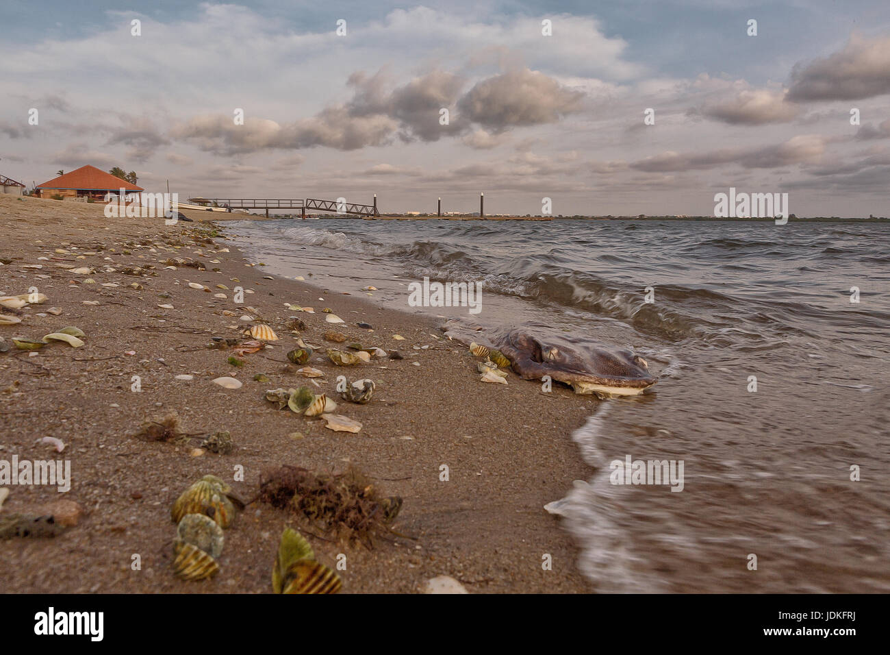 Dead fish by the shore of the beach. With shells and marine life Stock ...