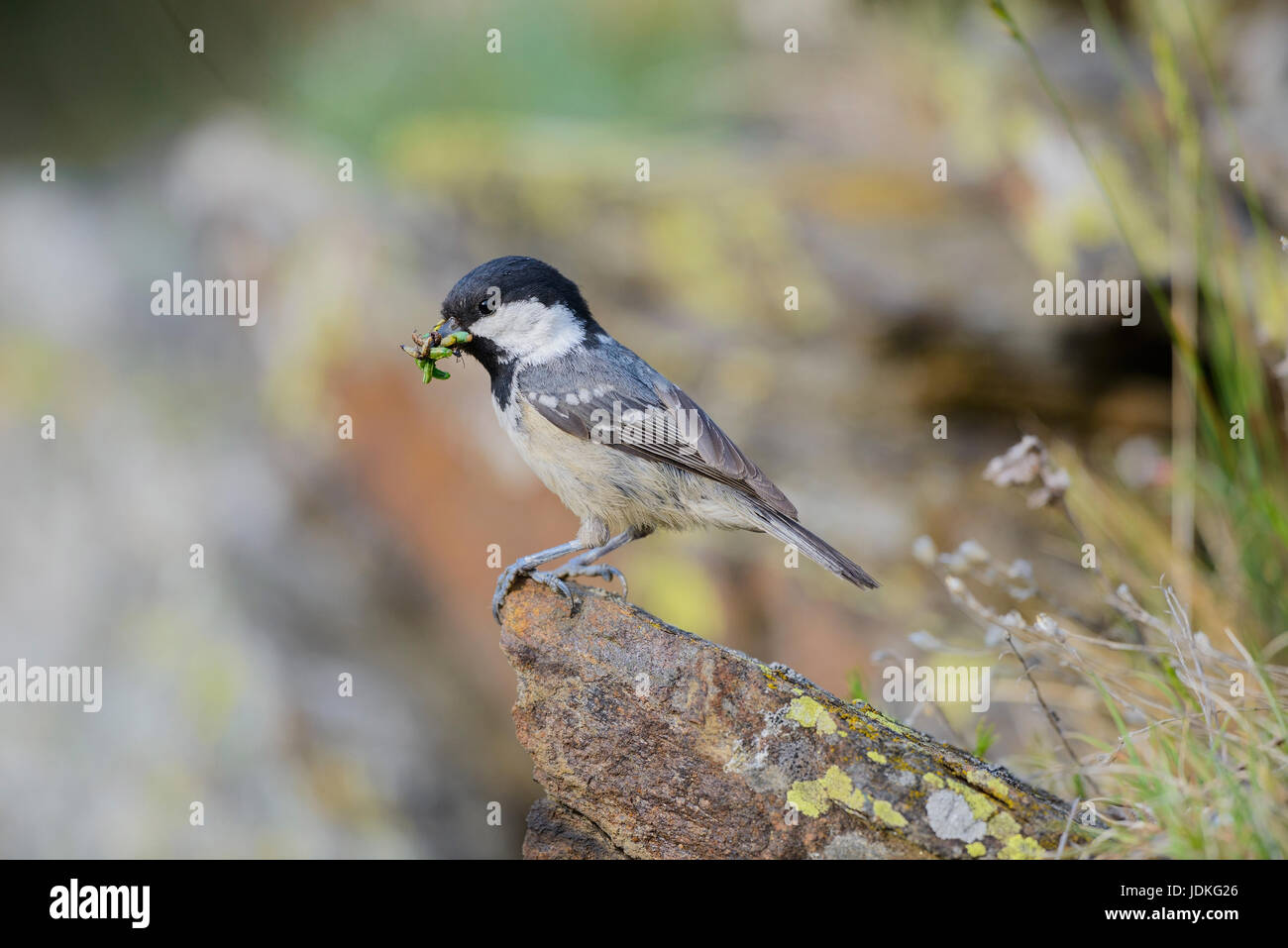 Fir titmouse with feed in the beak, Tannenmeise mit Futter im Schnabel ...