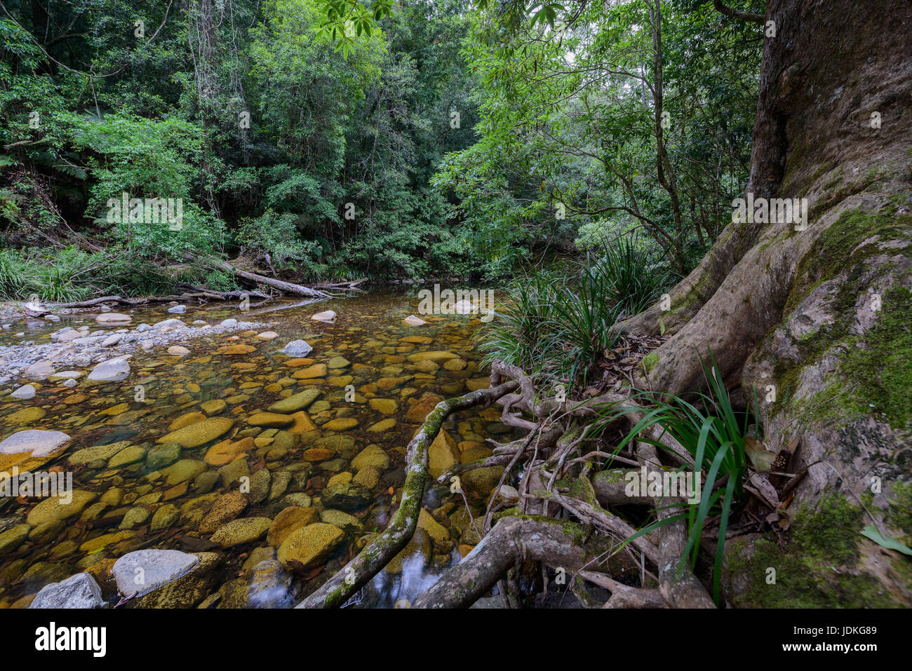 Bach in the semitropical rain forest, Bach im Subtropischen Regenwald ...