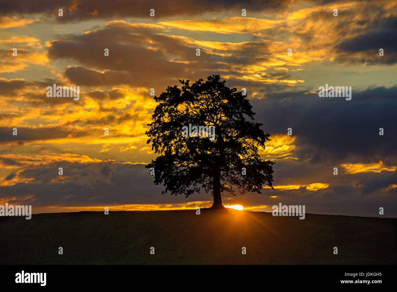 Tree before luminous clouds at sundown, Bavarians, the Federal Republic ...
