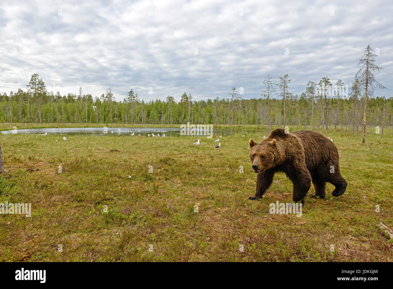 Schweden taiga wald hi-res stock photography and images - Alamy