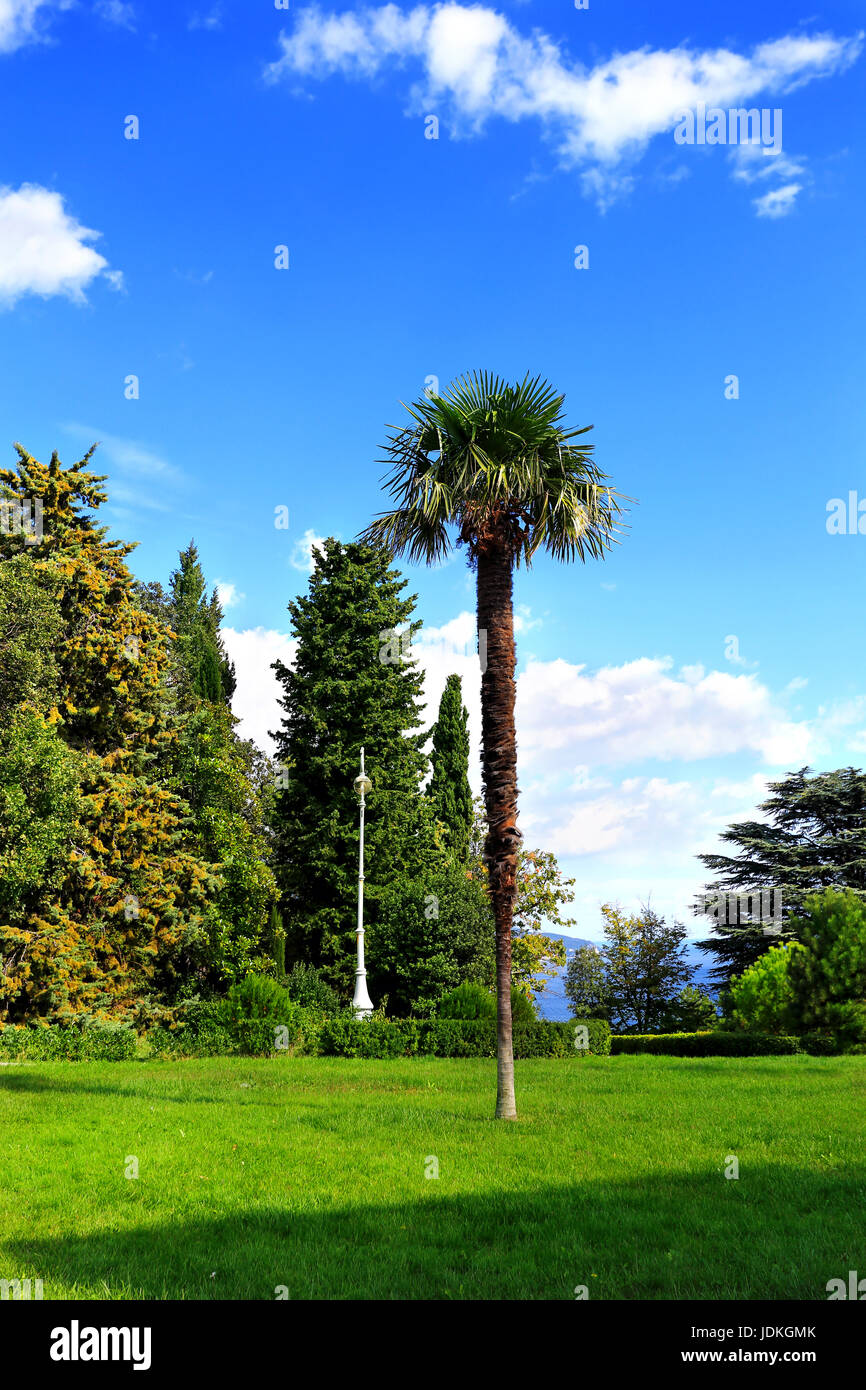 Palm tree on a background of cypress trees in the subtropical park ...