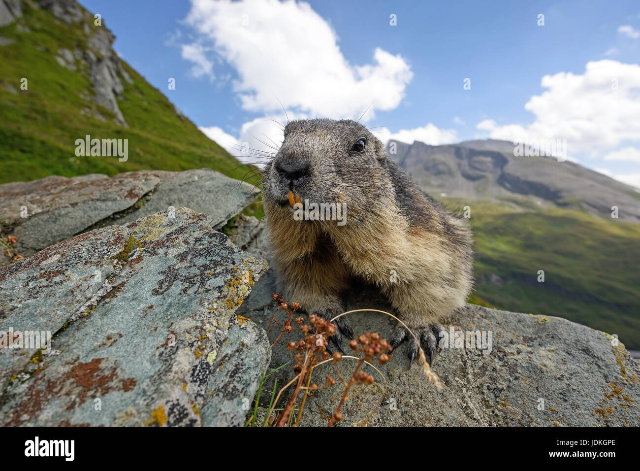 Alp groundhog marmota marmota hi-res stock photography and images - Alamy