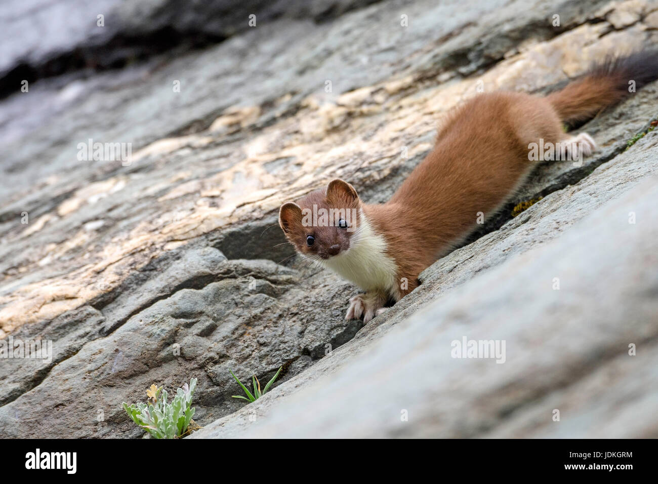 Ermine, Mustela erminea, South Tirol, Italy, Hermelin, Suedtirol ...