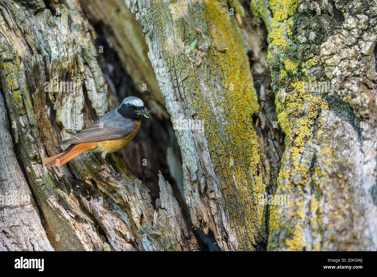 Garden red tail hi-res stock photography and images - Alamy
