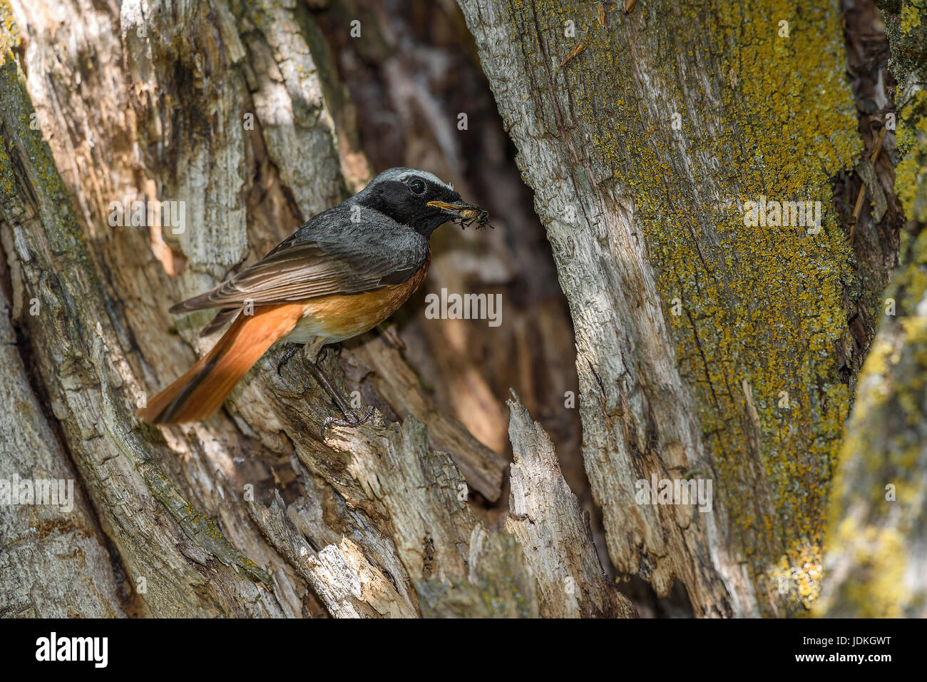 Garden red tail hi-res stock photography and images - Alamy