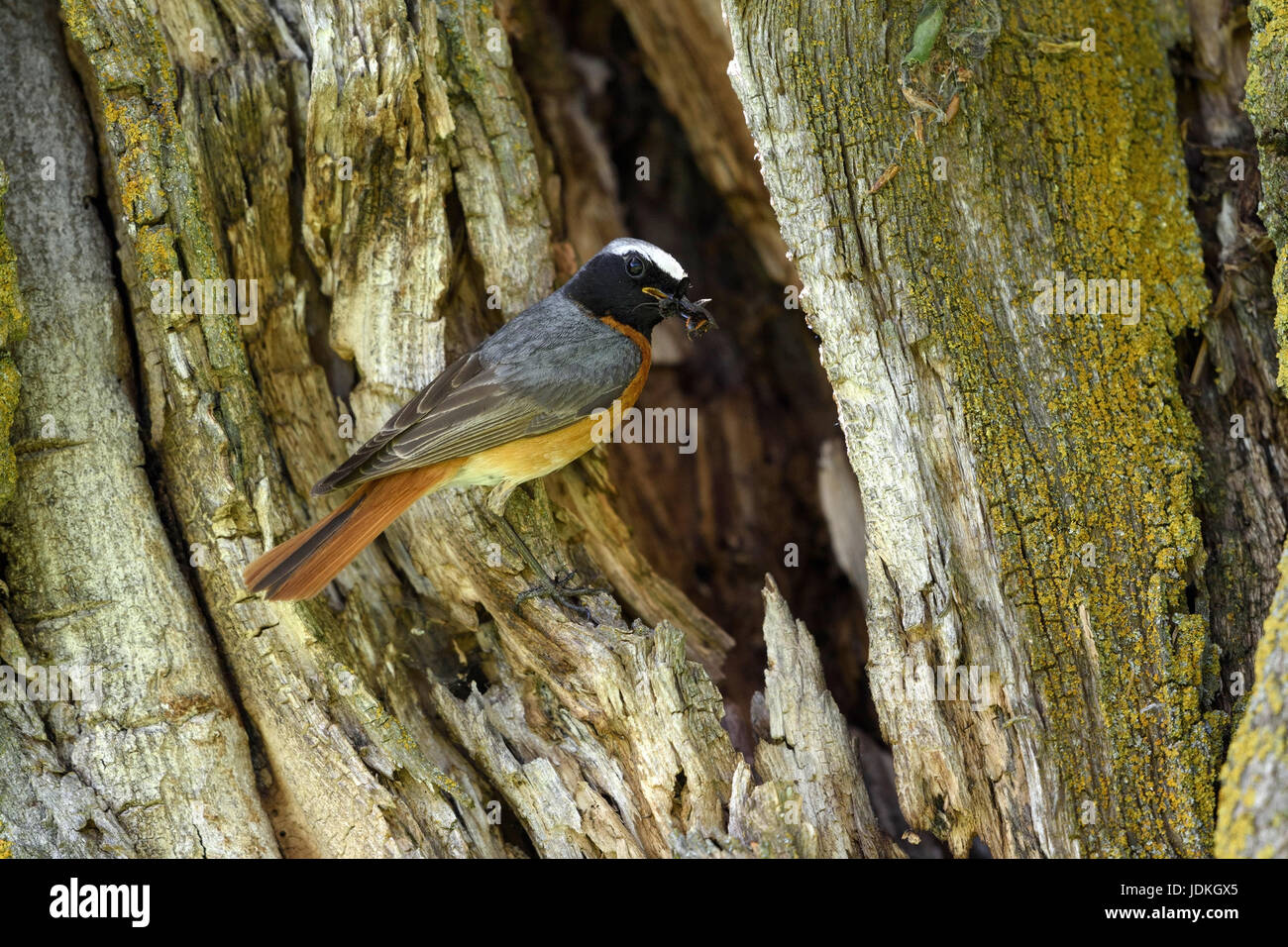 Garden red tail hi-res stock photography and images - Alamy
