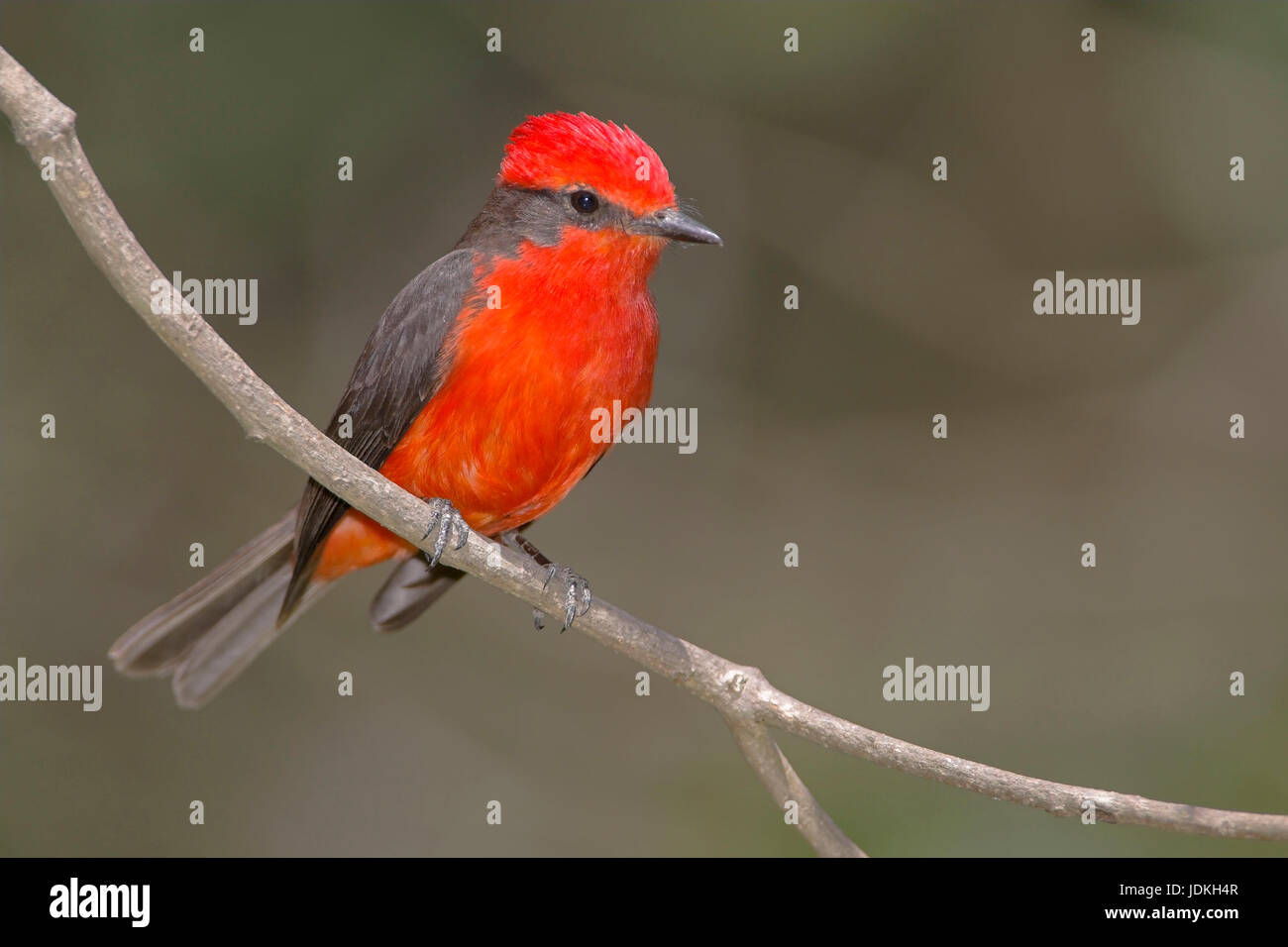Vermilion flycatcher venezuela hi-res stock photography and images - Alamy