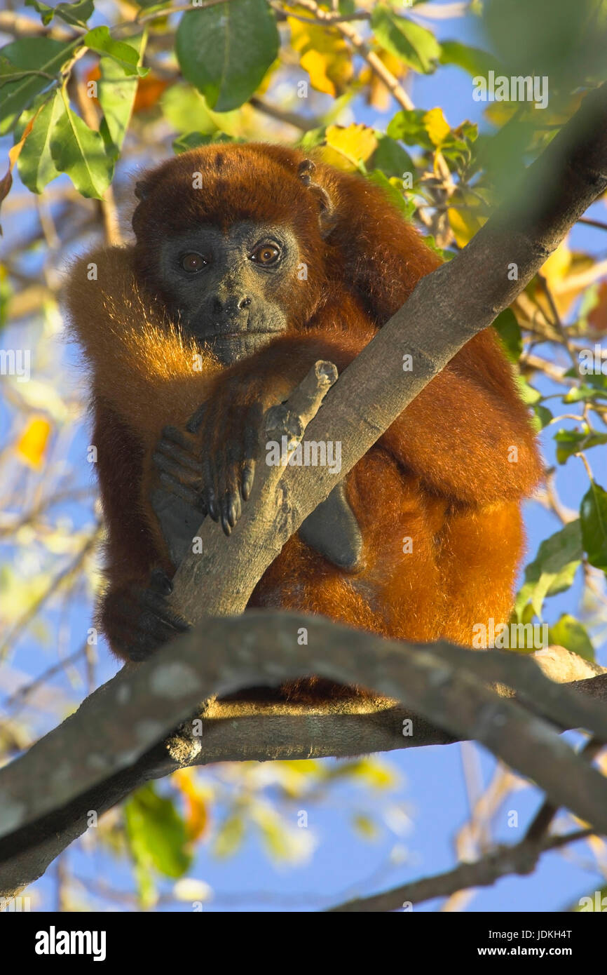 Red Howler Monkey - red howling monkey, Red Howler Monkey - Roter ...