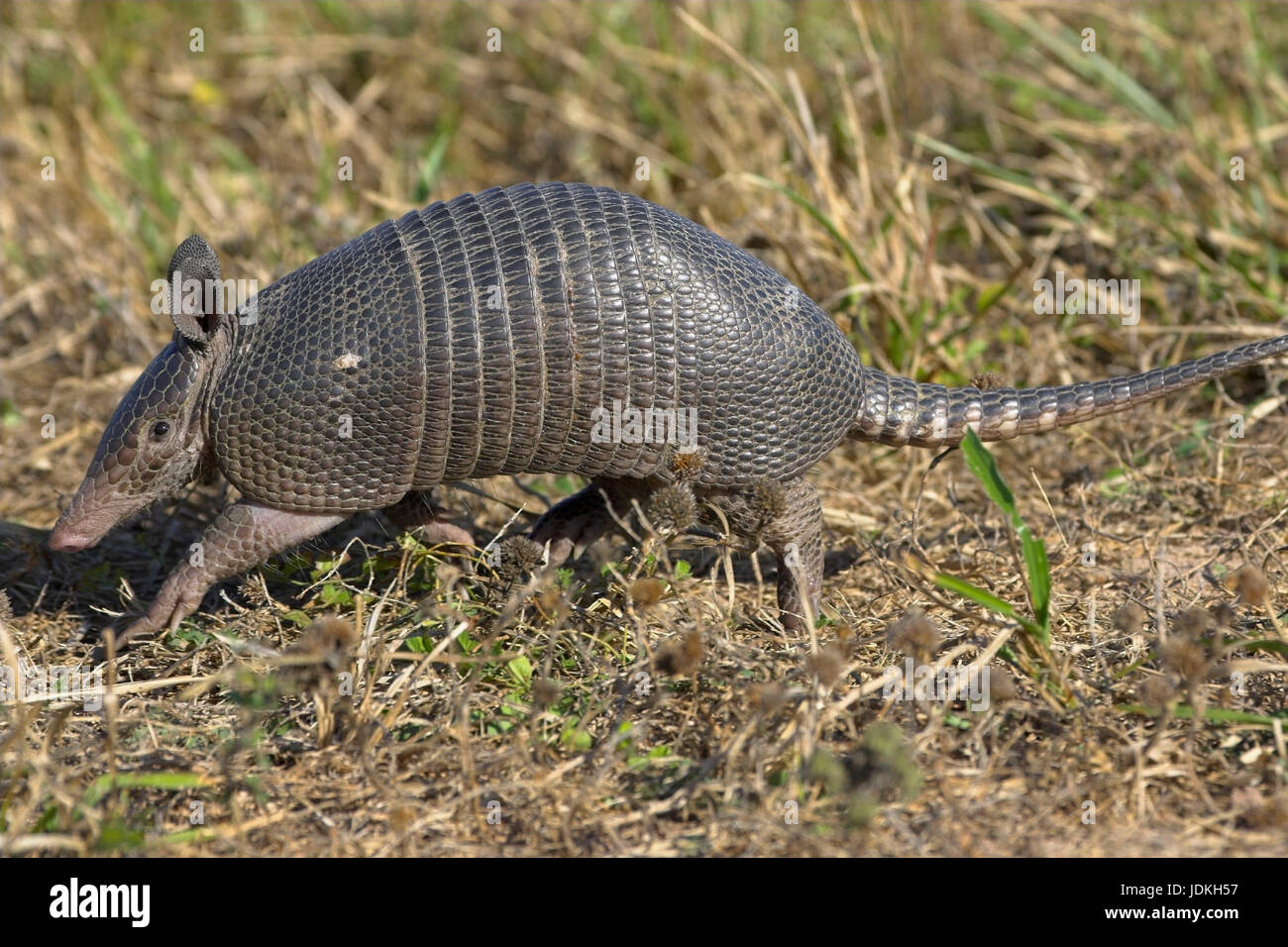 9 bandage belt animal - Nine-banded Armadillo, Neunbinden-Guerteltier ...