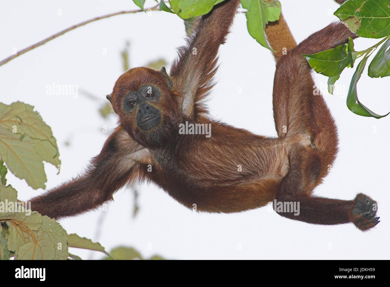 Red Howler Monkey - red howling monkey, Red Howler Monkey - Roter ...