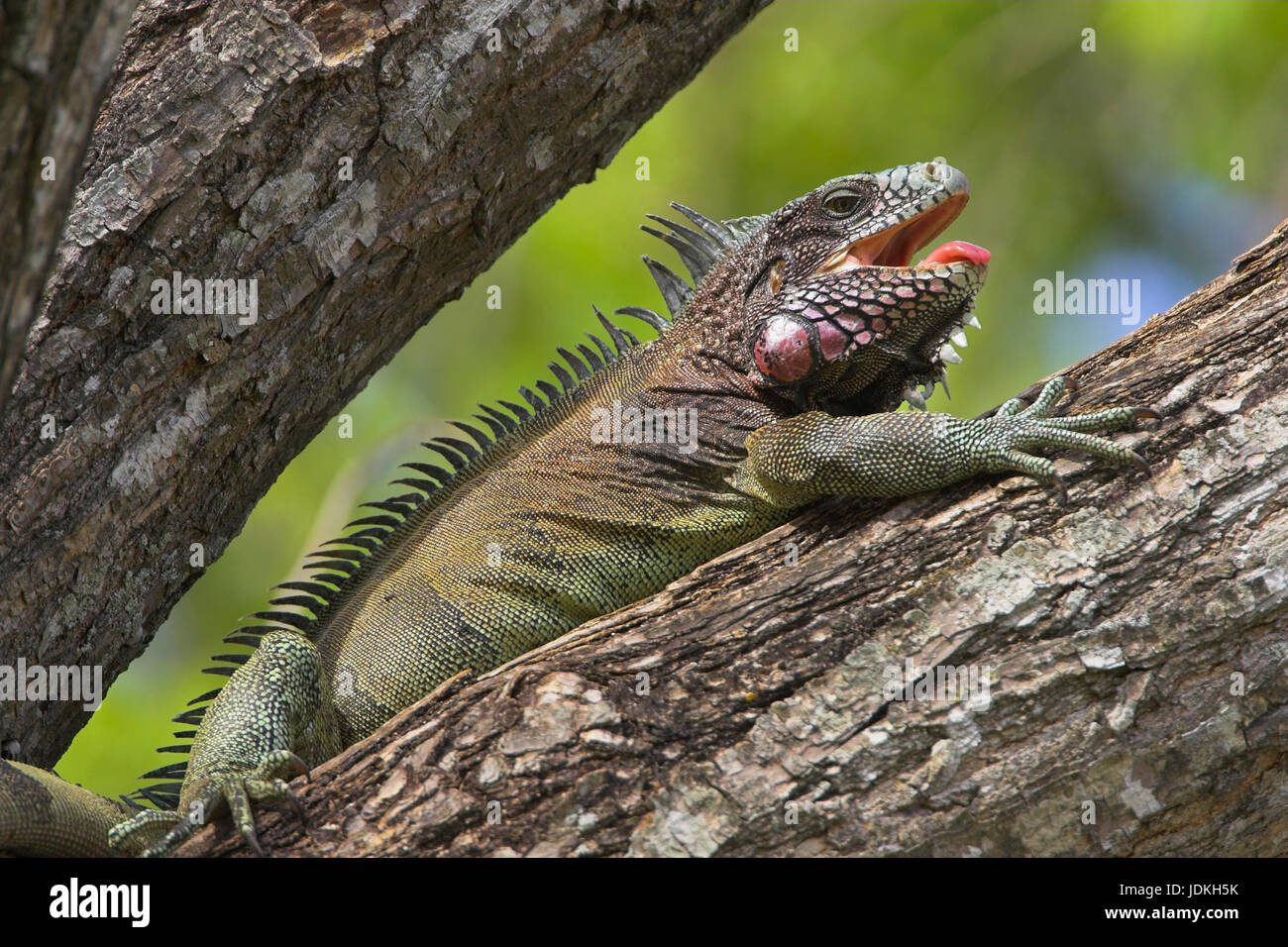 Green leguan hi-res stock photography and images - Alamy