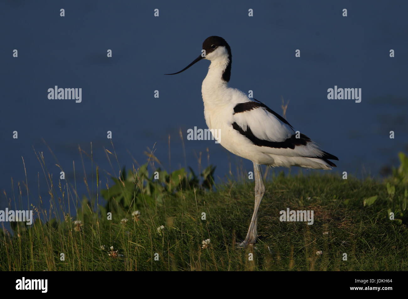 Adult avocet hi-res stock photography and images - Alamy