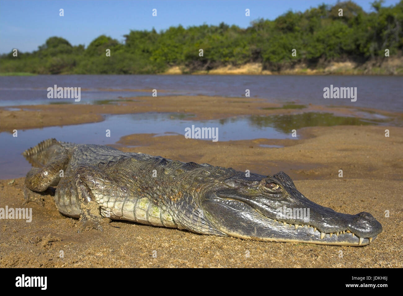 Glasses caymans - Caiman crocodilus - Spectacled Caiman - Venezuela ...