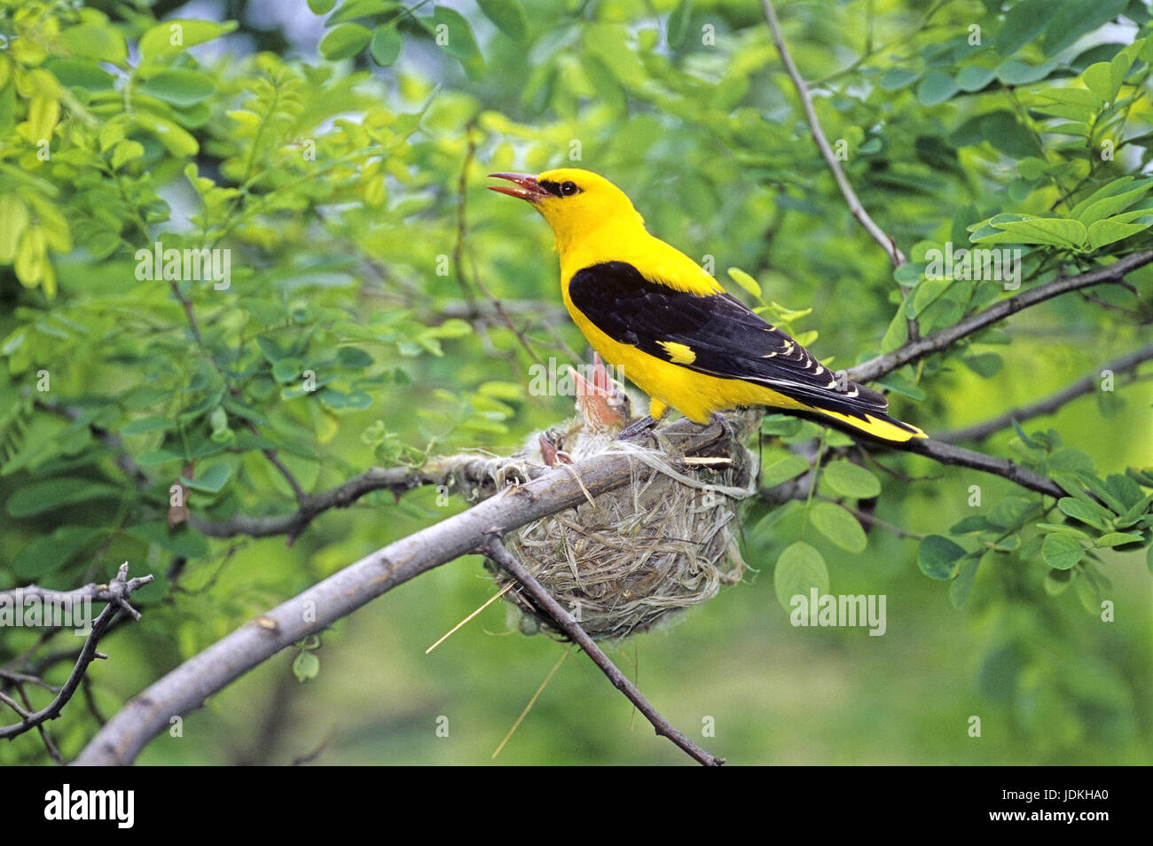 Golden oriole and nest hi-res stock photography and images - Alamy
