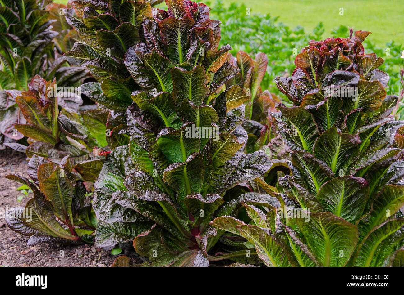 Red cabbage lettuce, variety of Rosedale Stock Photo - Alamy