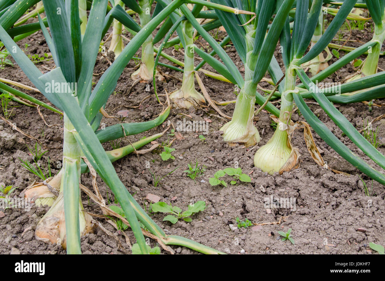 Fresh onion field in farmland Stock Photo - Alamy