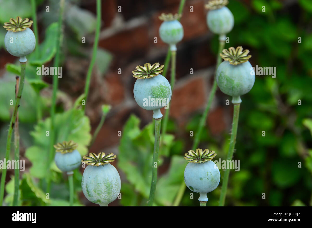 Poppy seed pods in the summer garden. Shallow depth of field Stock ...