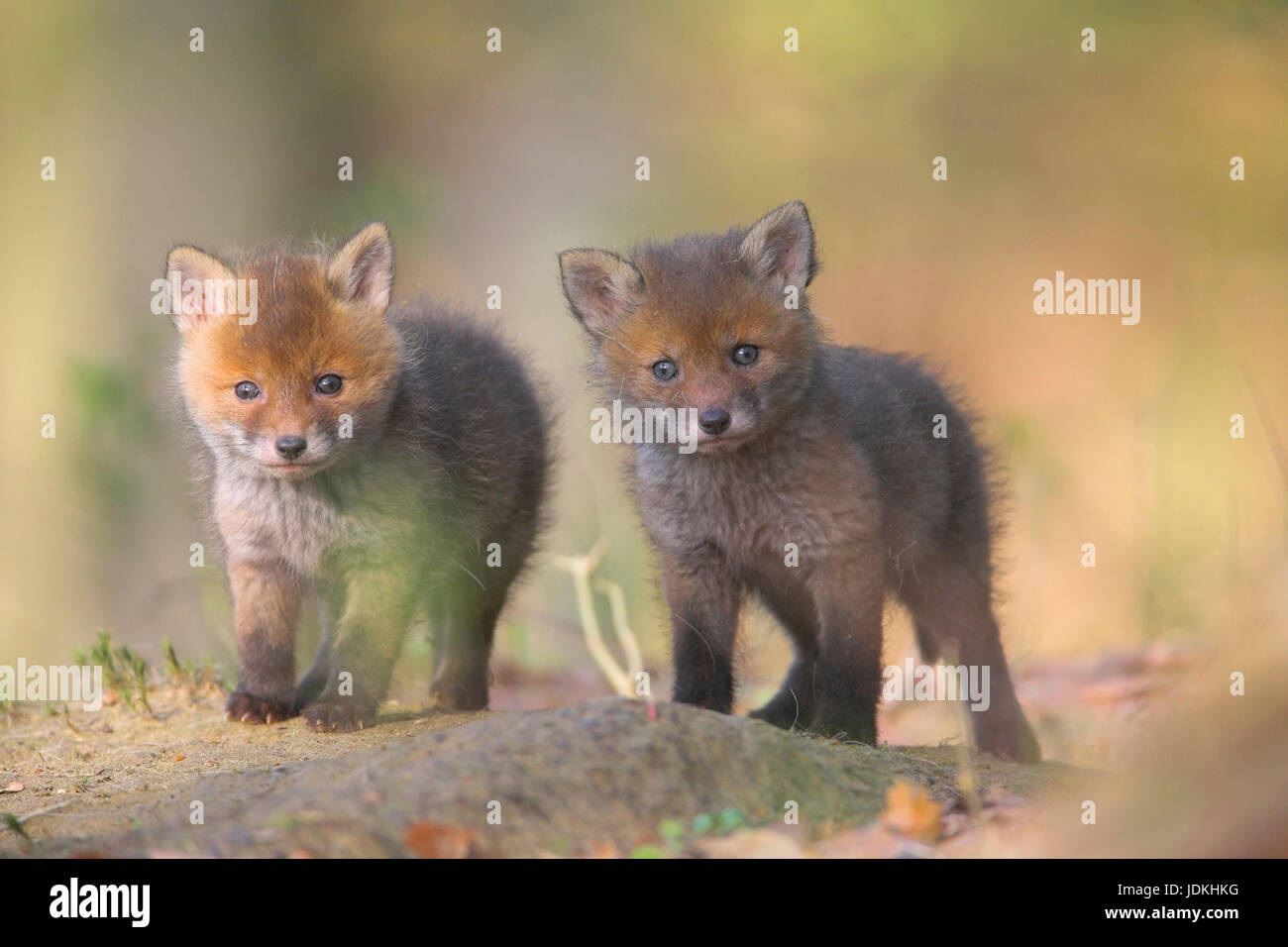 Young foxes, Young Red Fox (Vulpes vulpes), Junge Fuechse Stock Photo ...