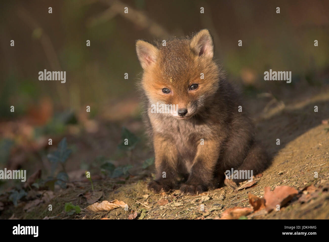 Young fox, Young Red Fox (Vulpes vulpes), Junger Fuchs Stock Photo - Alamy