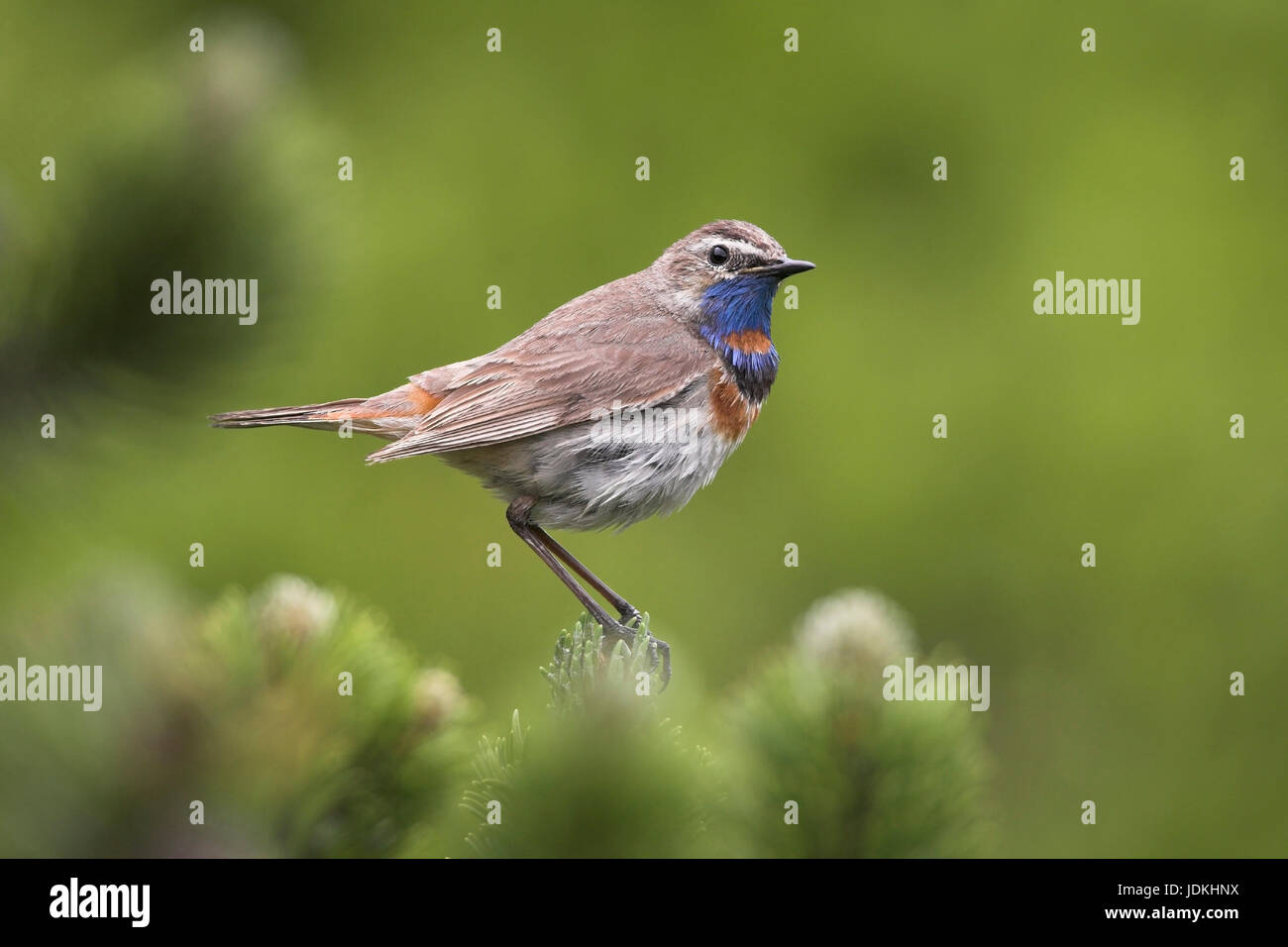 Rotsterniges blue robin - Blue throat, Rotsterniges Blaukehlchen - Blue ...