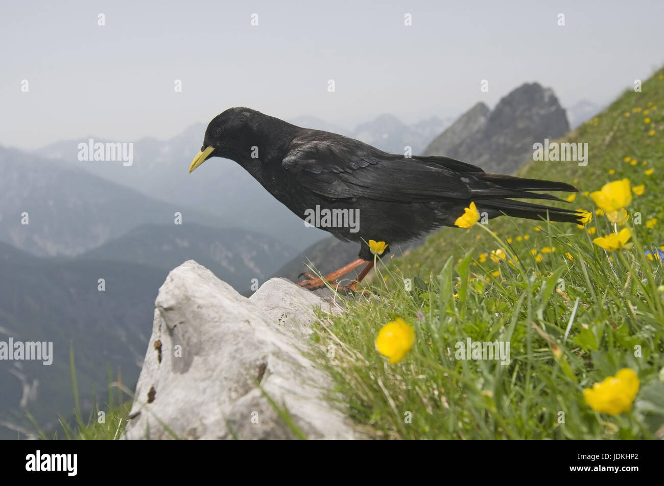 "Animal; animals; bird; birds; jackdaw; alpine chough; rocks; mountain ...