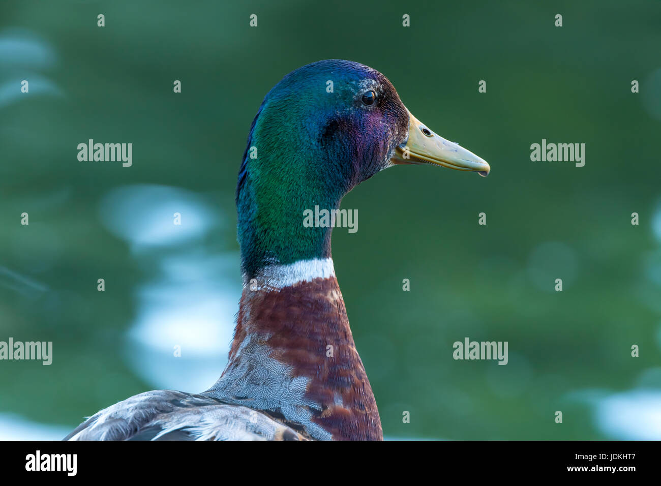 Mallard hybrids hi-res stock photography and images - Alamy
