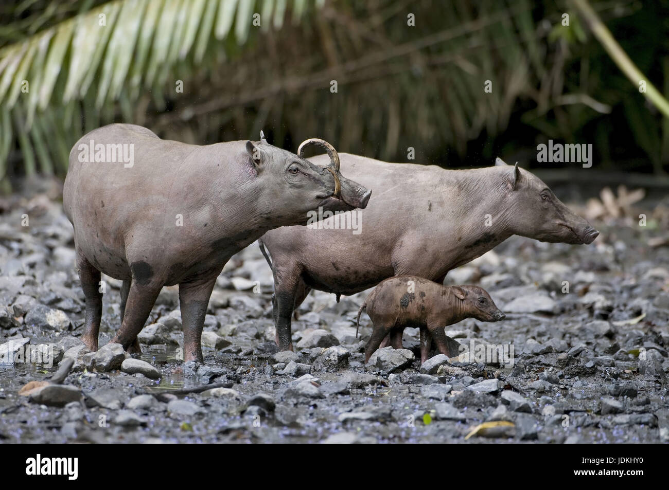 "Indonesia; Sulawesi; island; animal; animals; deer boar; mammal ...