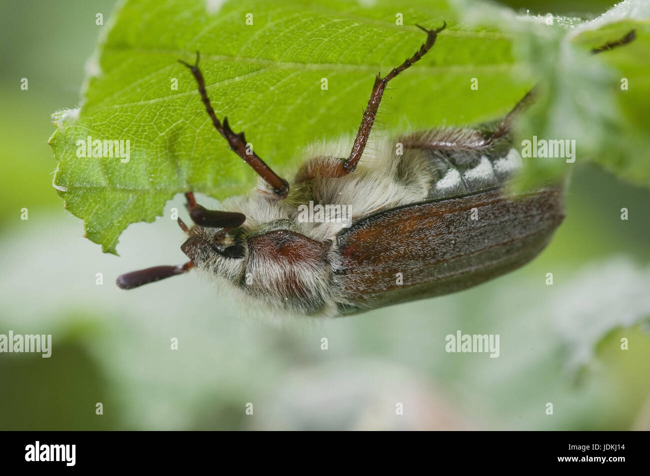 Arthropoda, sheet horn beetle, Coleoptera, arthropod, Insecta, insects ...