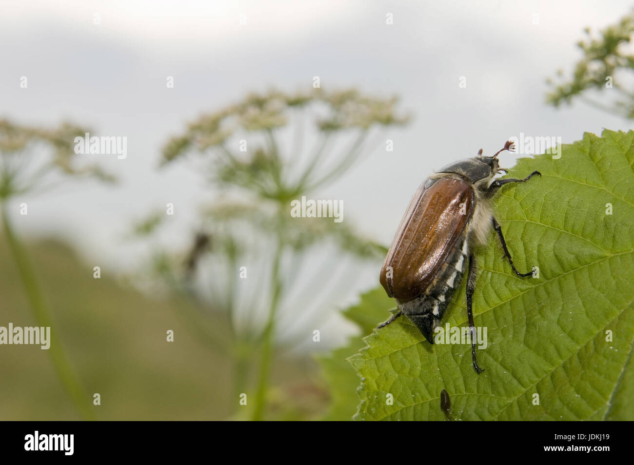 Arthropoda, sheet horn beetle, Coleoptera, arthropod, Insecta, insects ...