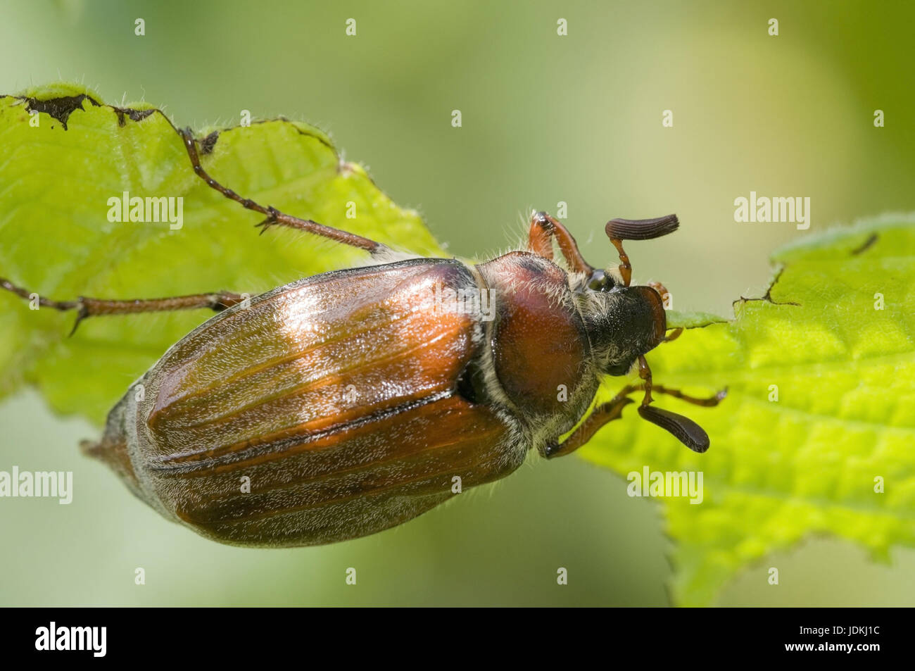 Arthropoda, sheet horn beetle, Coleoptera, arthropod, Insecta, insects ...