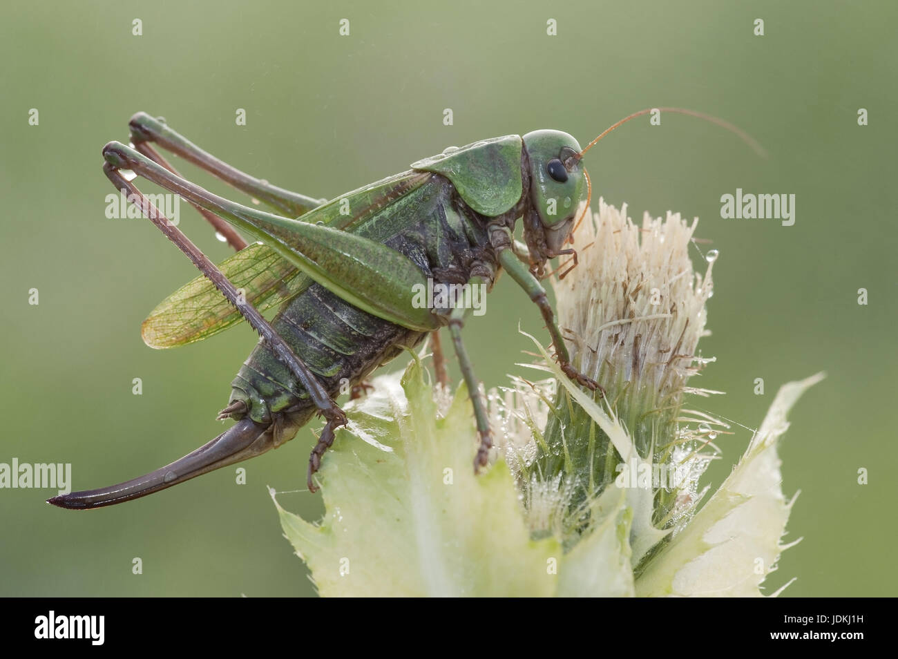 Warzenbei?er, Decticus verrucivorus, Wart-biter, Warzenbei?er females ...