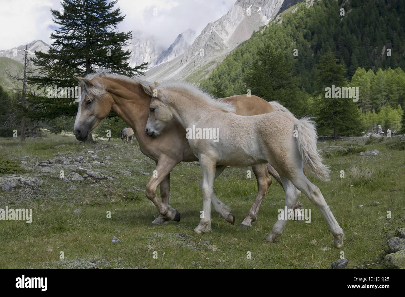 Haflinger horse with foal, Haflinger horse and foal, Haflinger Pferd ...