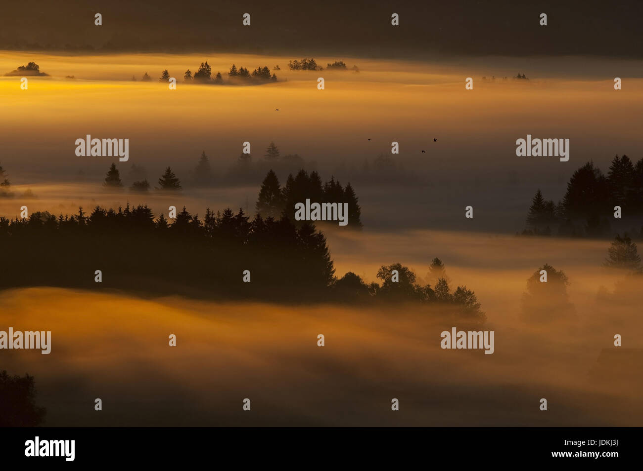 Fog between trees, from the rising sun red shone on, Nebel zwischen ...