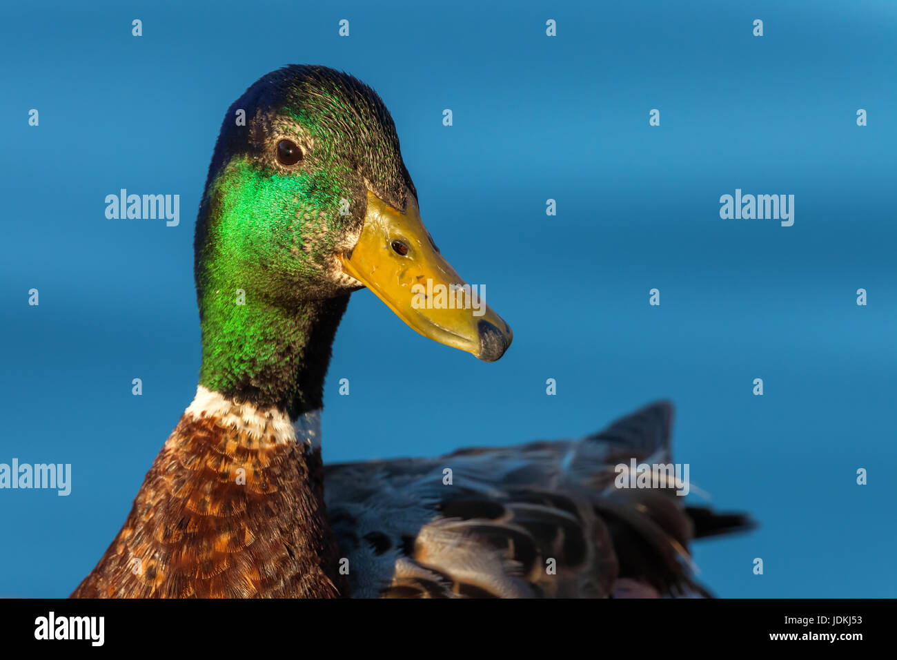 Mallard hybrids hi-res stock photography and images - Alamy