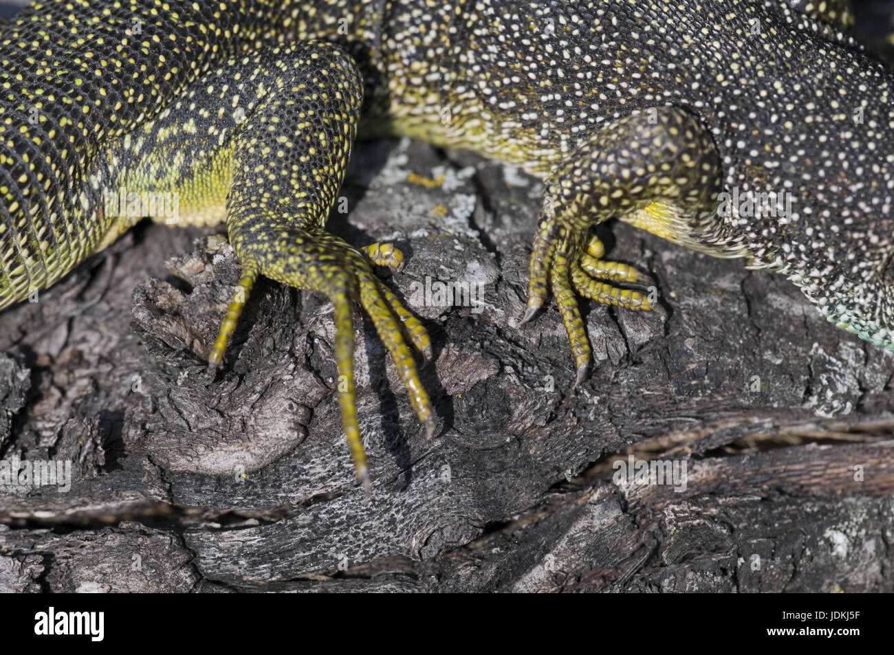 Saurians, real lizards, Lacertidae, Lacertilia, portrait, reptiles ...