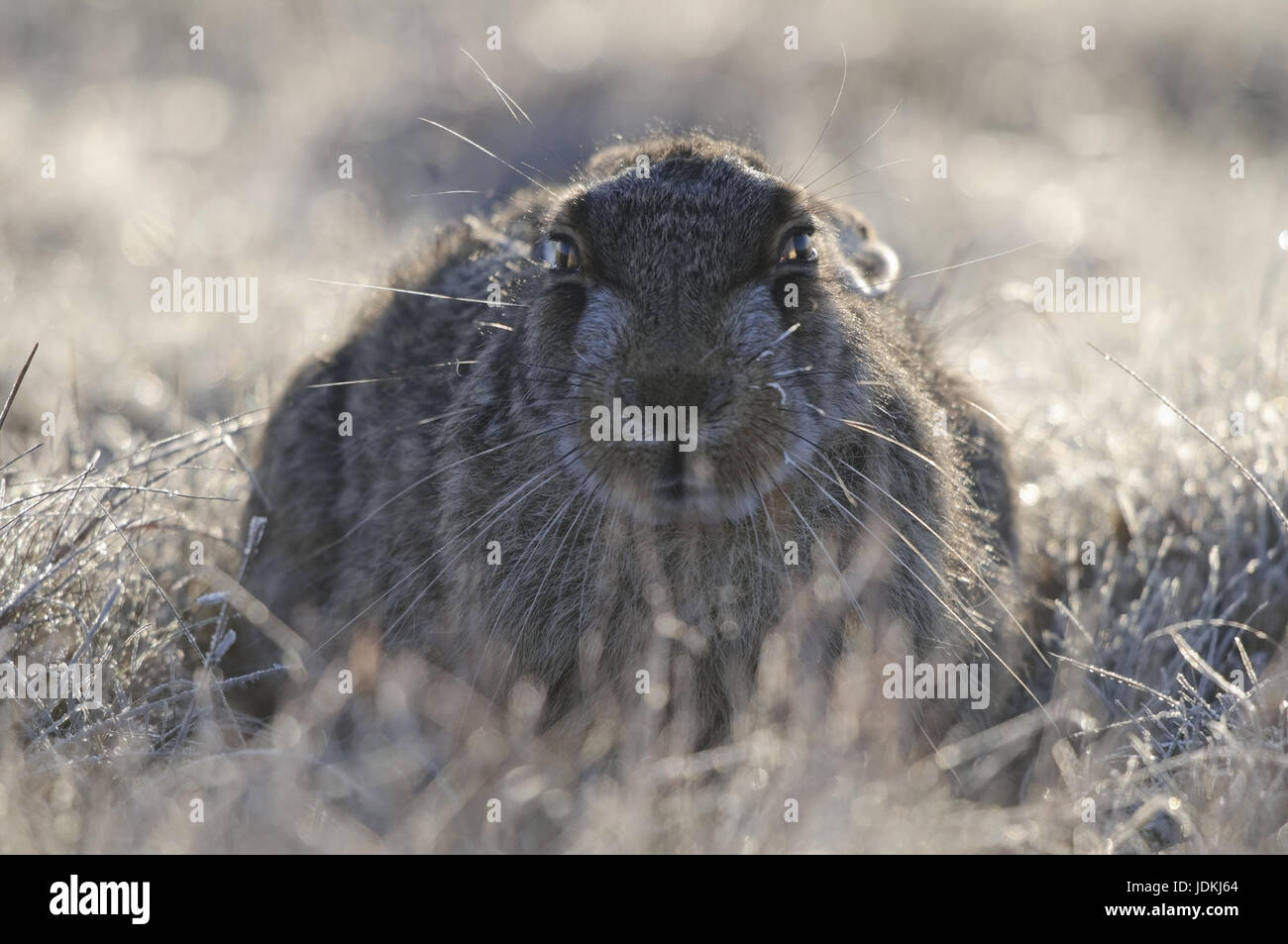 Hare ears back hi-res stock photography and images - Alamy