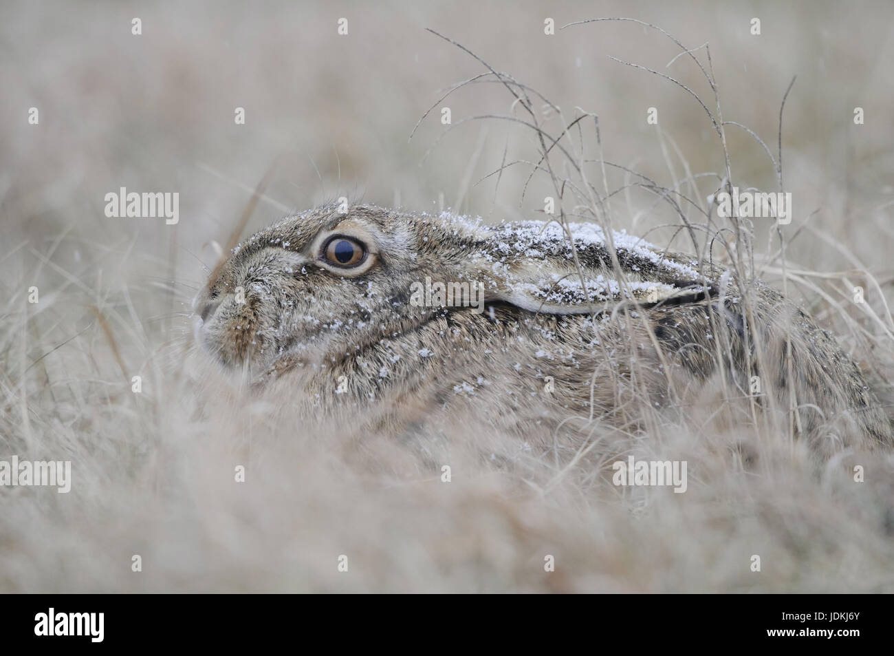 Field hare, Lepus europaeus, European Hare, field hare is hidden in the ...