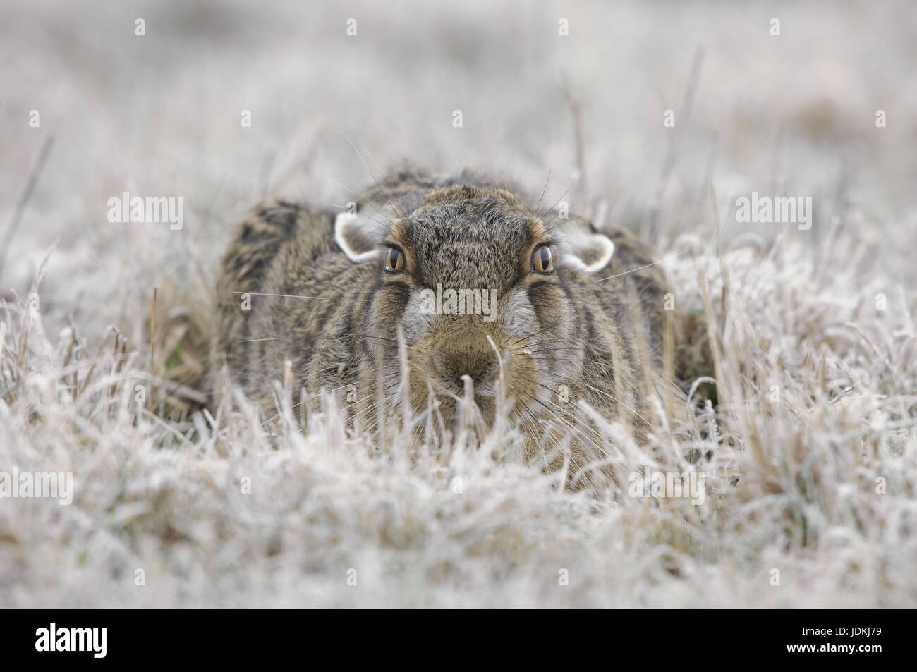 Field hare, Lepus europaeus, European Hare, field hare is hidden with ...