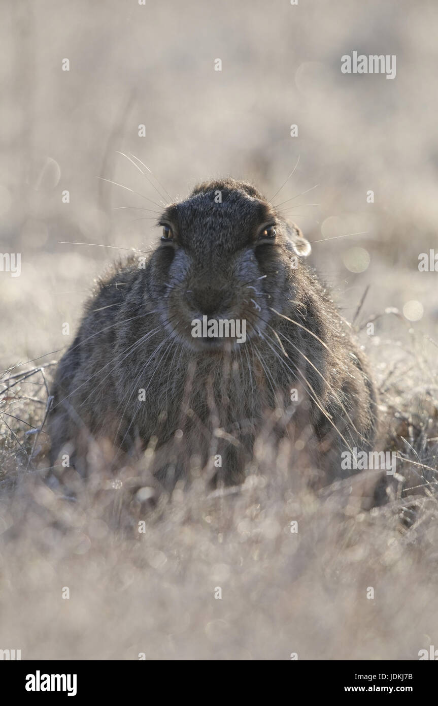 Invested ears hi-res stock photography and images - Alamy