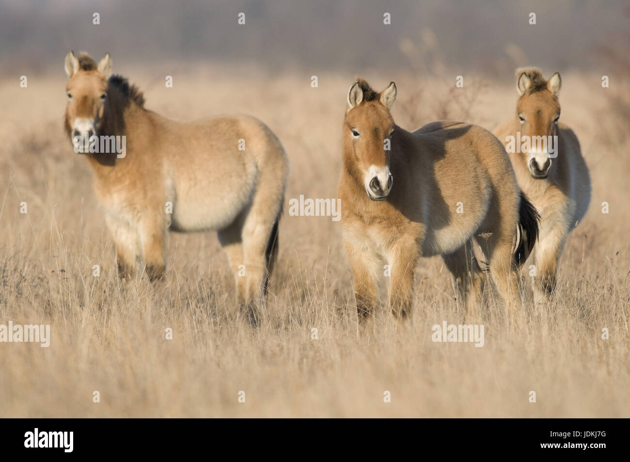 Przewalski horse, Equus ferus przewalskii, Przewalski's Horse, wild ...