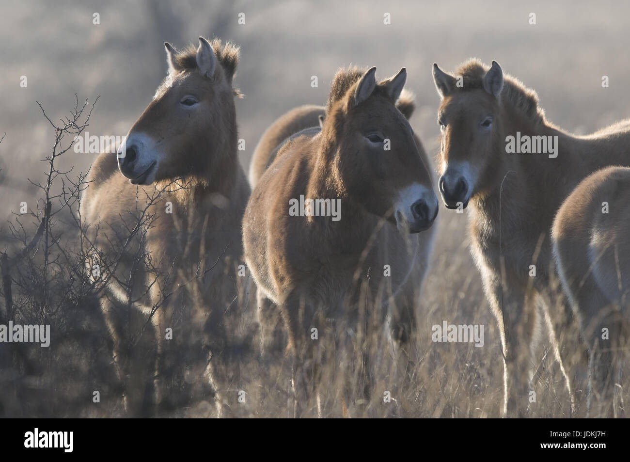 Przewalski horse, Equus ferus przewalskii, Przewalski's Horse, wild ...