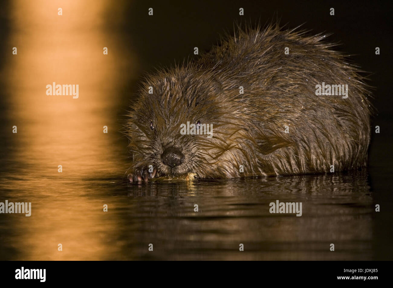 Beavers, Castoridae, rodents, Rodentia, mammals Stock Photo - Alamy