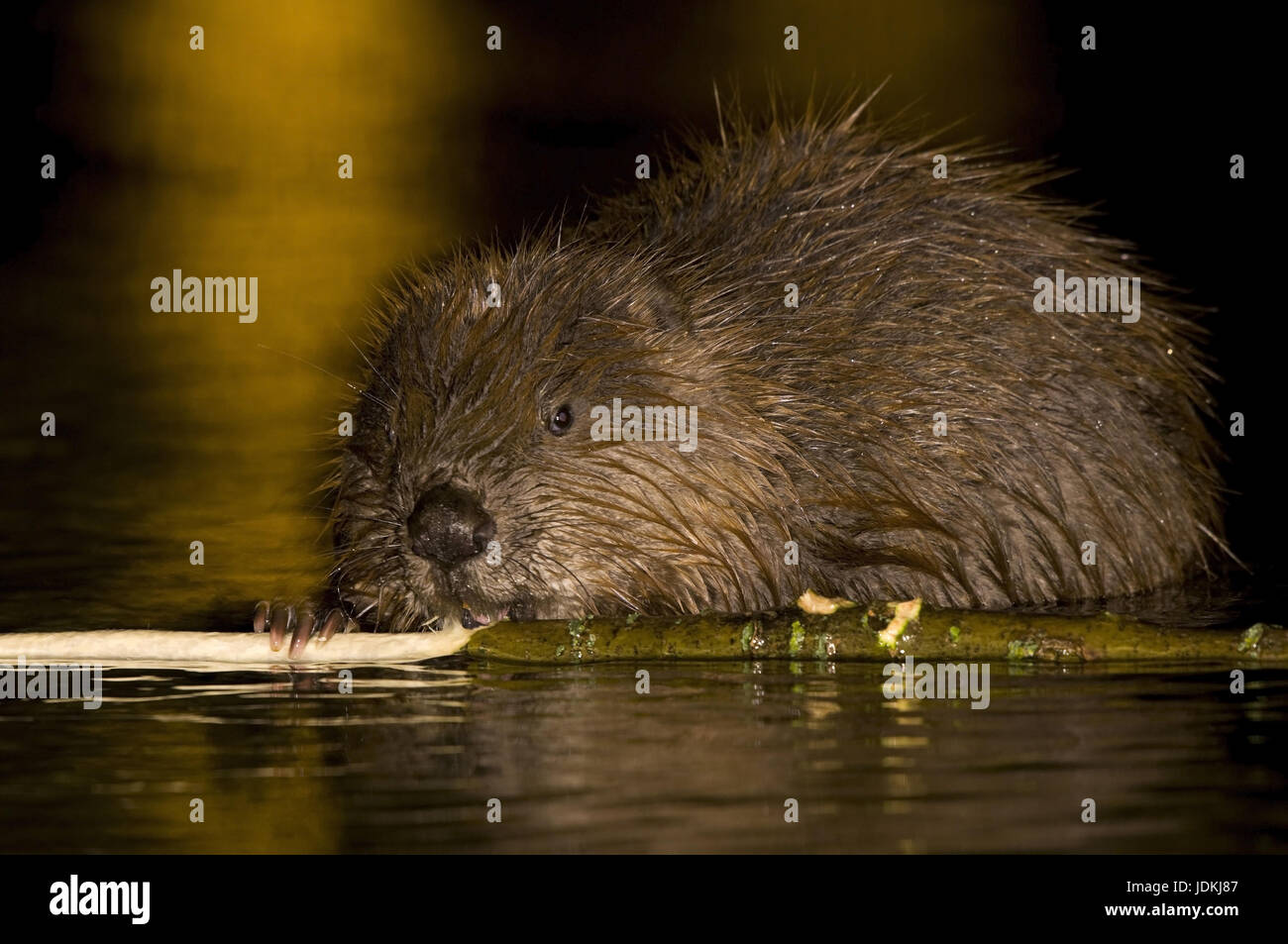 Beavers, Castoridae, rodents, Rodentia, mammals Stock Photo - Alamy
