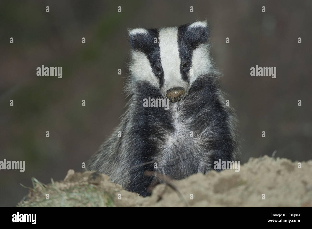 Canoidea, Carnivora, badgers, doggy, martens, Melinae, Mustelidae ...